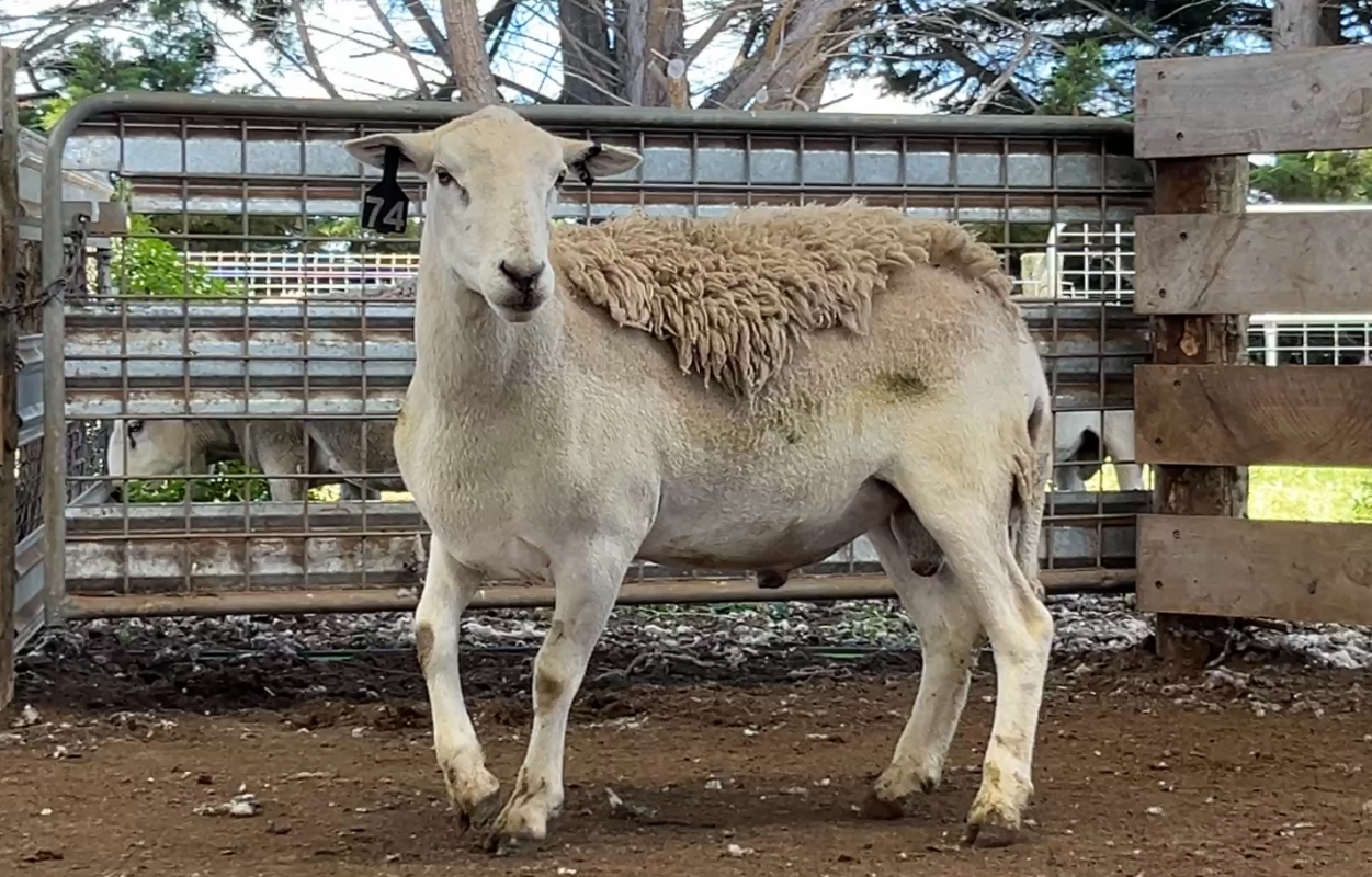 Lot 74 - LOW FOOTPRINT LAMB 240273 | AuctionsPlus