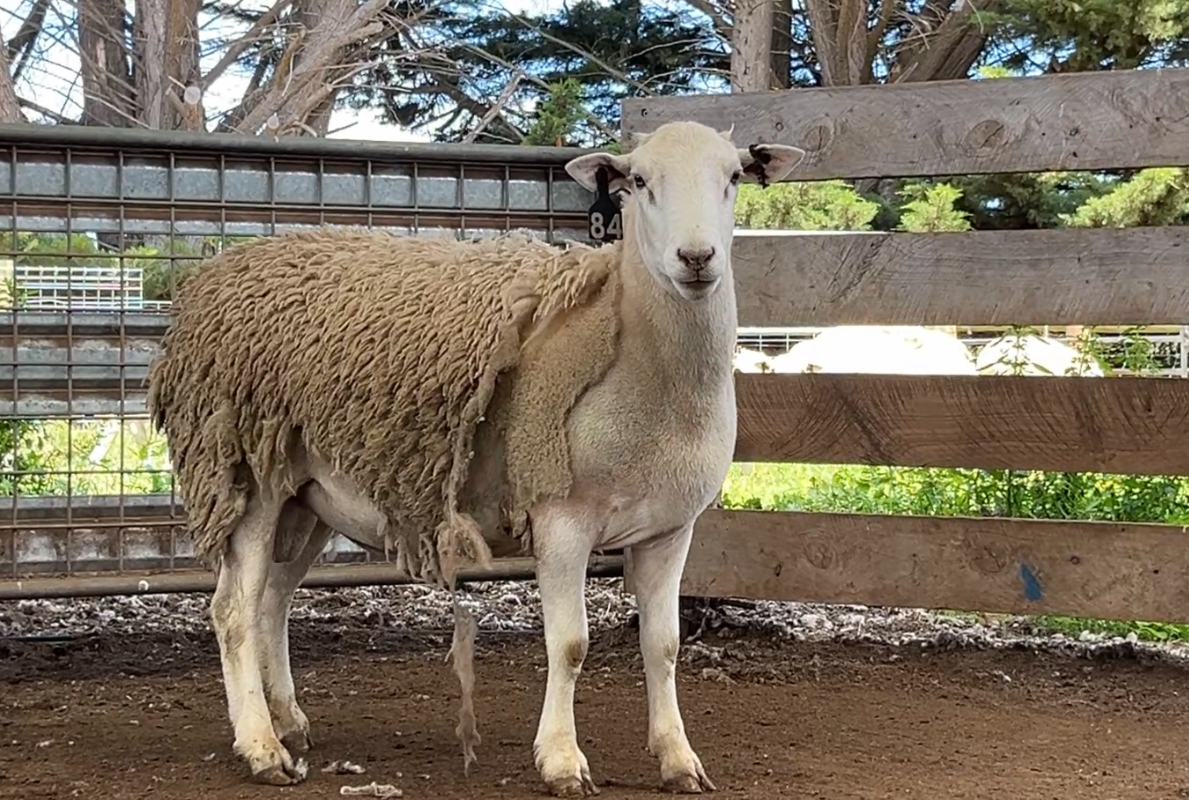 Lot 84 - LOW FOOTPRINT LAMB 240228 | AuctionsPlus