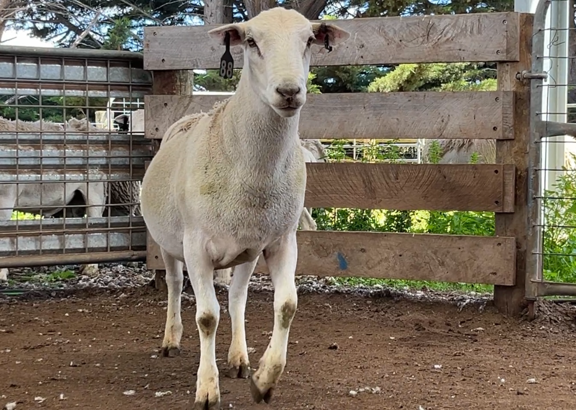 Lot 88 - LOW FOOTPRINT LAMB 240012 | AuctionsPlus