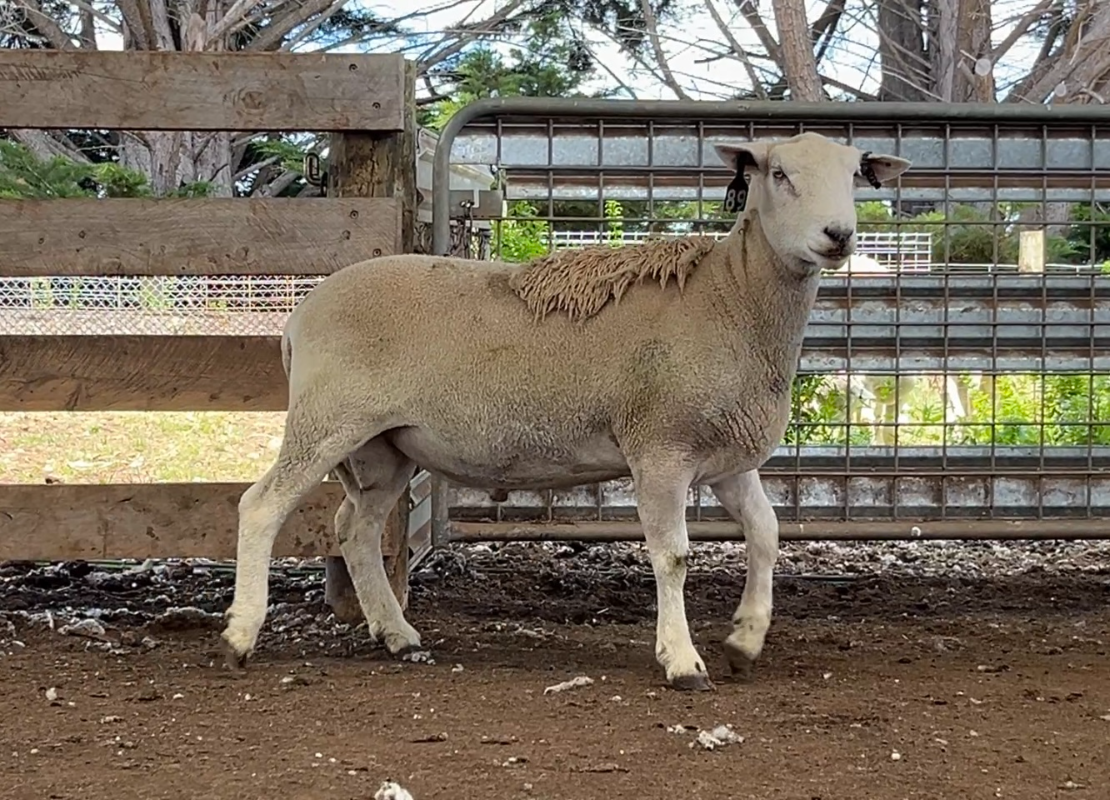 Lot 89 - LOW FOOTPRINT LAMB 240487 | AuctionsPlus