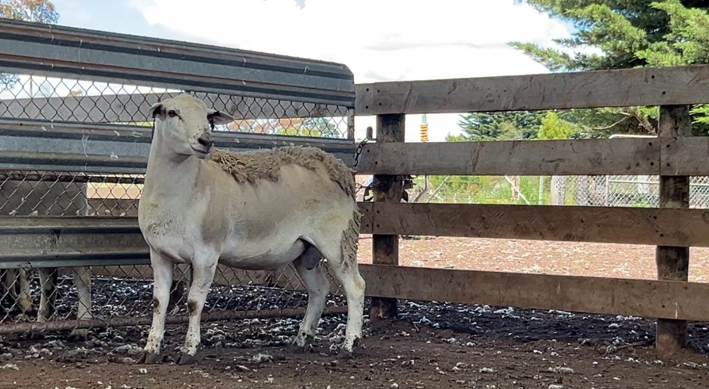 Lot 90 - LOW FOOTPRINT LAMB 240117 | AuctionsPlus
