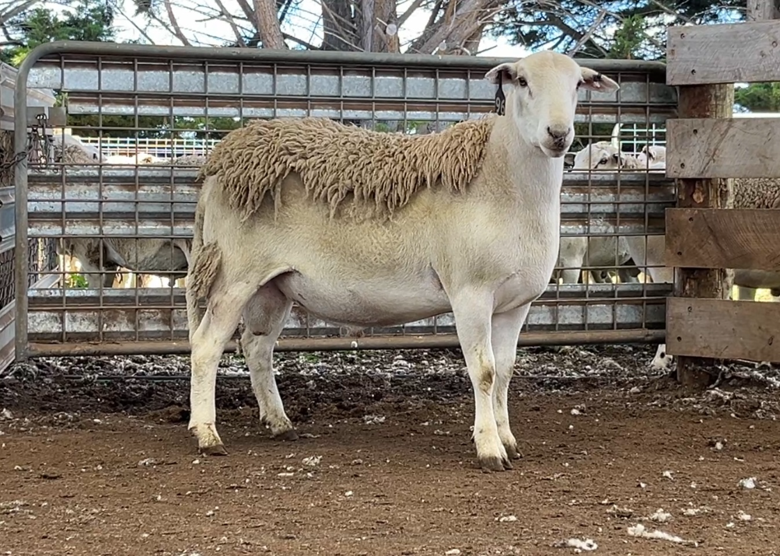 Lot 96 - LOW FOOTPRINT LAMB 240046 | AuctionsPlus