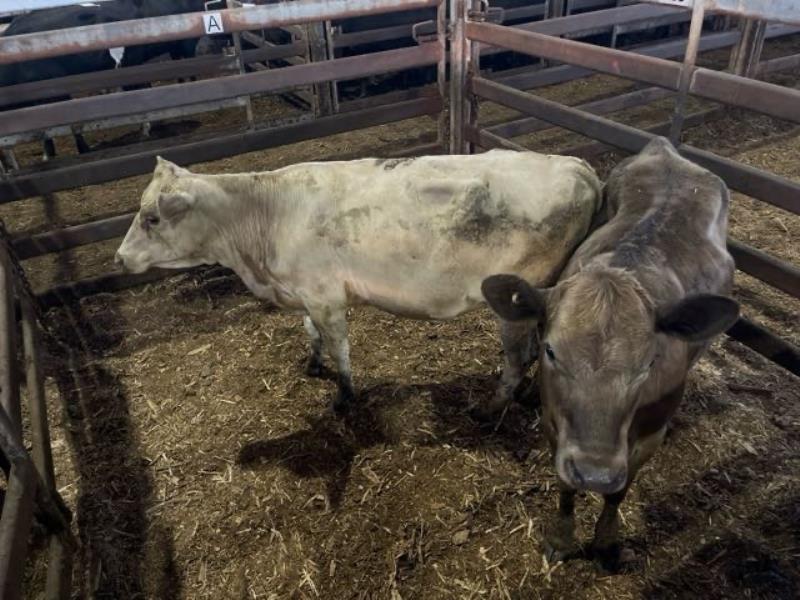 Pen 168A/N - 2 Murray Grey X Heifer 305kg (Total weight: 610kg ...