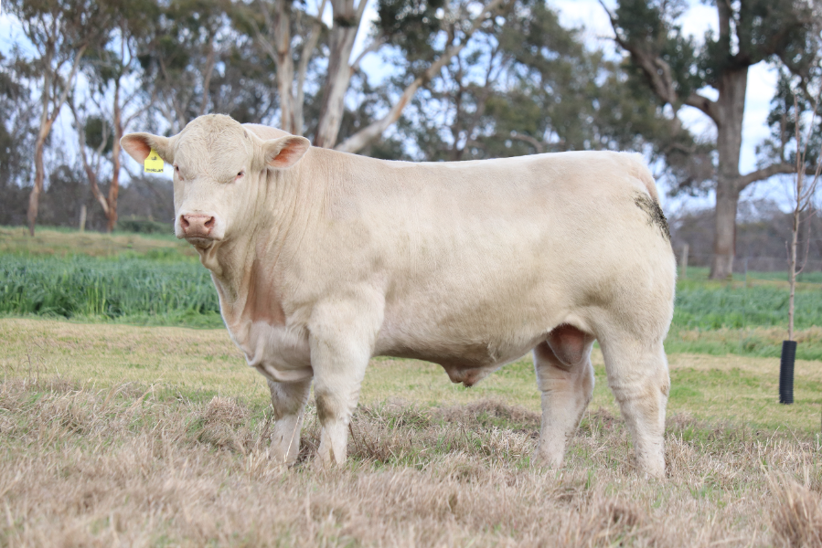 Lot 2A - 41 x Straws of semen -Palgrove Quidmaker Q2061E | AuctionsPlus