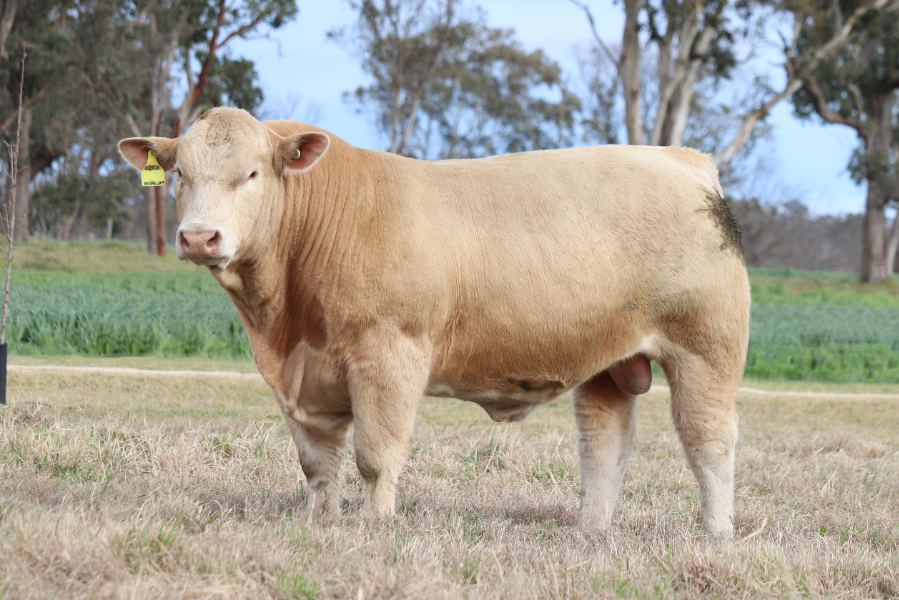 Lot 4C - 100 x Straws of semen -Palgrove Quest Q1556E R/F (PP) | AuctionsPlus