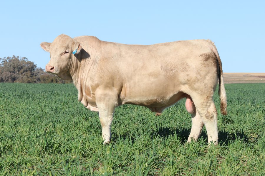 Lot 8 - 42 x Straws of semen -Palgrove Sugar Daddy S1620E | AuctionsPlus