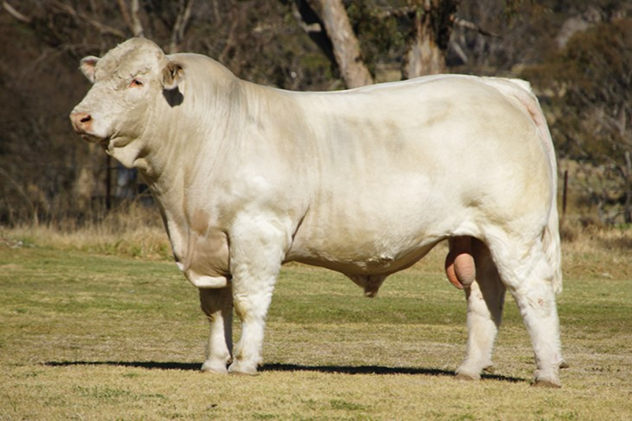 Lot 67 - 40 x Straws of semen -Palgrove Formula PKF651E | AuctionsPlus