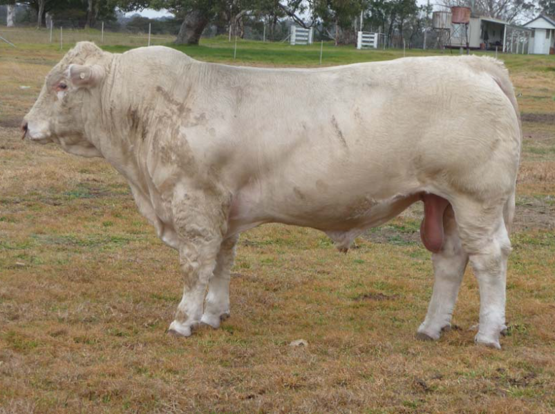 Lot 76 - PALGROVE COLOSSUS (AI) (ET) | AuctionsPlus