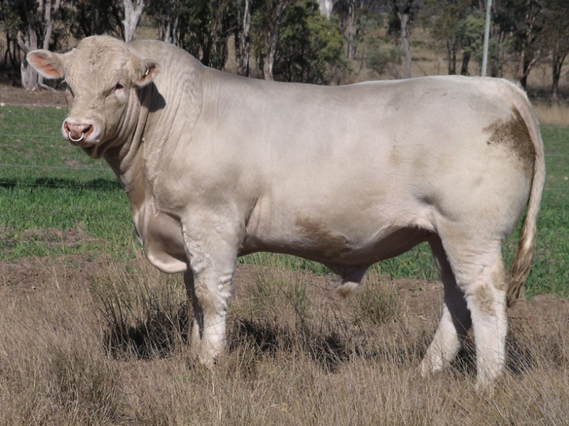 Lot 84 - PALGROVE ATOMIC (AI) (ET) | AuctionsPlus