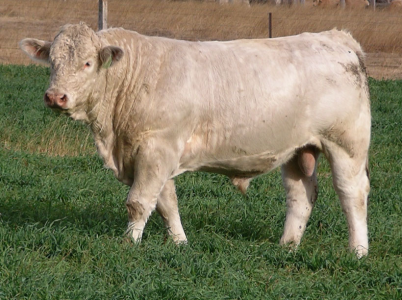 Lot 98 - PALGROVE XAMINER (AI) (P) | AuctionsPlus