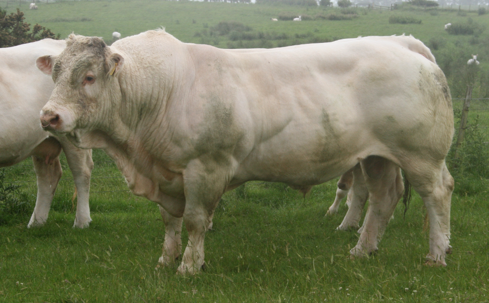 Lot 106 - 16 x Straws of semen -Burradon Tailsman | AuctionsPlus