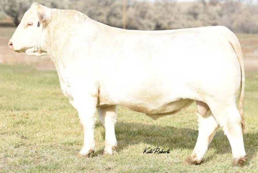 Lot 124 - 1 x Straws of semen -LT Authority | AuctionsPlus