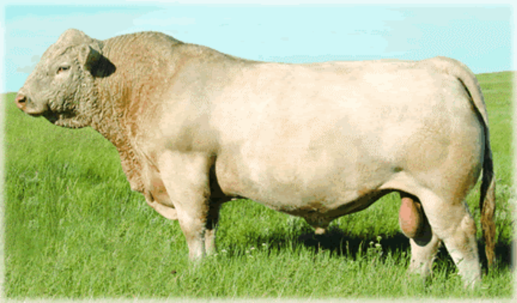 Lot 153 - 21 x Straws of semen -Winn Mans Lanza 610S | AuctionsPlus