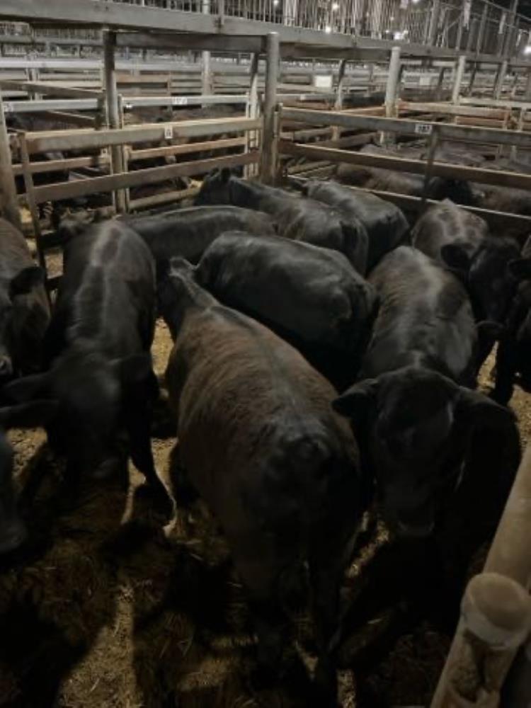 Pen 187-N - 12 Angus Weaner Heifers 365.40kg (Total weight: 4385kg ...