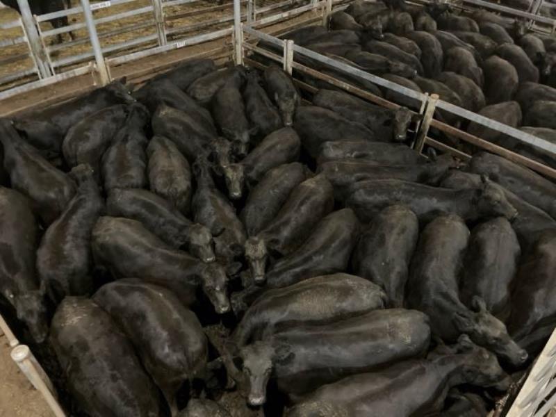 Pen 919-921-N - 80 Angus Grown Steers 493.90kg (Total weight: 39515kg ...
