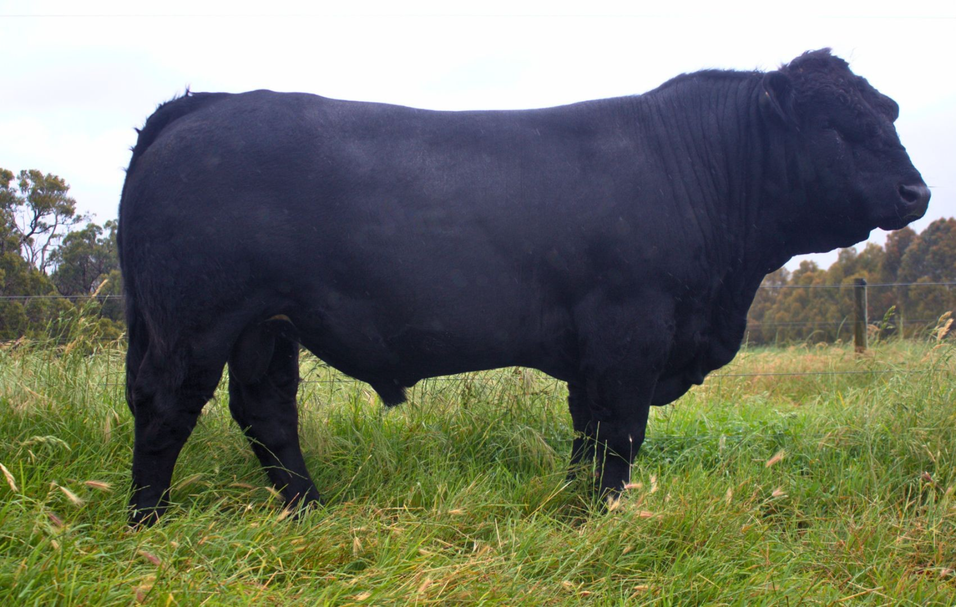 Lot 19 - SHANNALEA VIPER V1 | AuctionsPlus