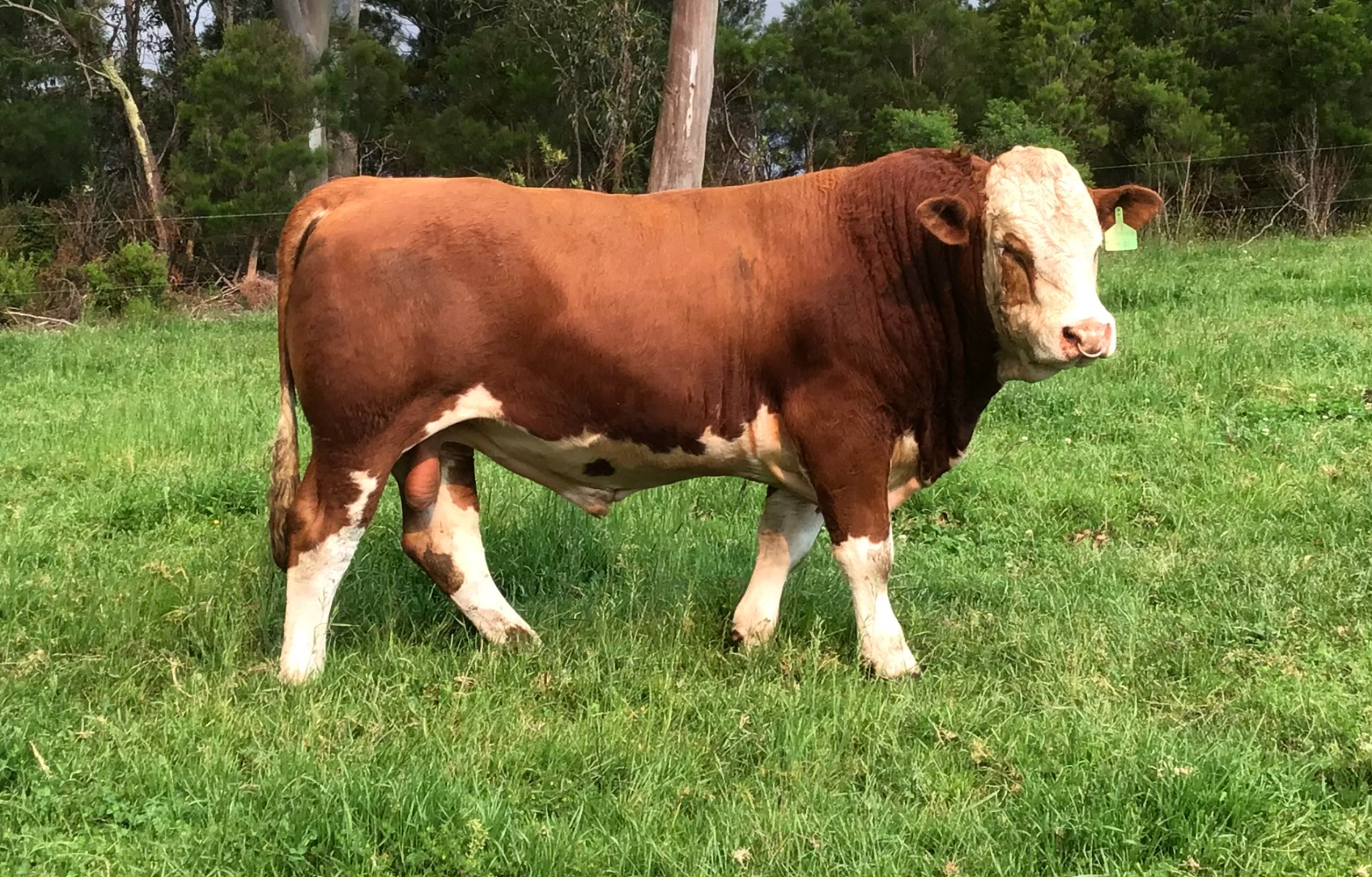 Lot 29 - NARACOOPA VAMP V007 (P) (AI) | AuctionsPlus