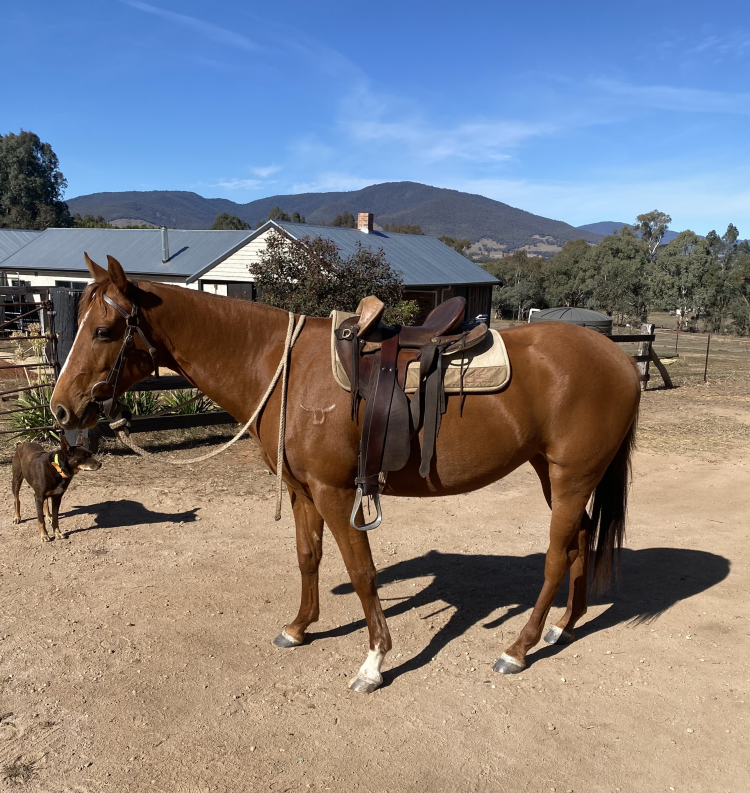 Lot 177 - TOONGA CHILLI - HSH | AuctionsPlus