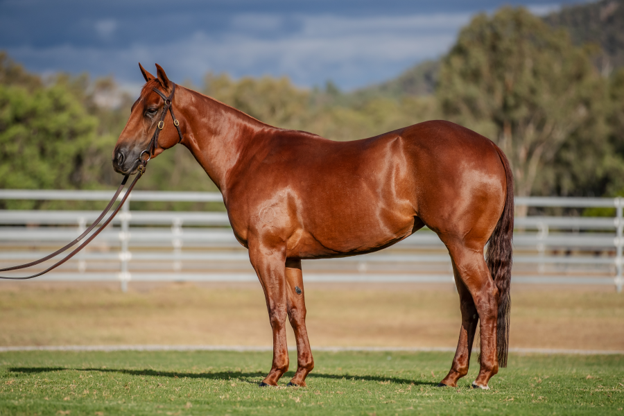 Lot 99 - TRINITY HIGH PHELOCITY | AuctionsPlus