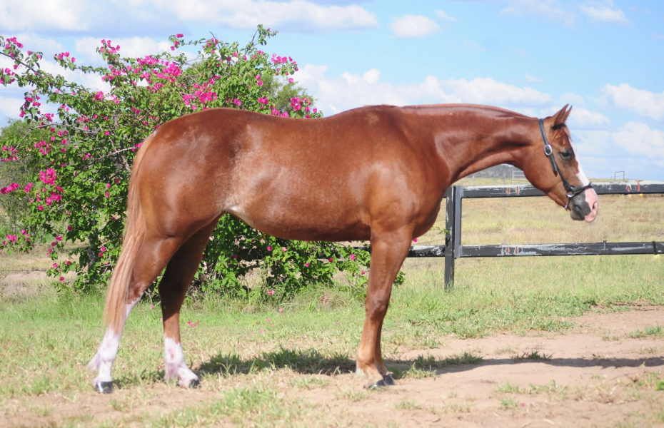 Lot 706 - COLLINGWOOD CATWALK | AuctionsPlus