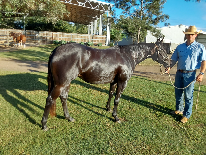 Lot 779 - HOT LIL CAT | AuctionsPlus