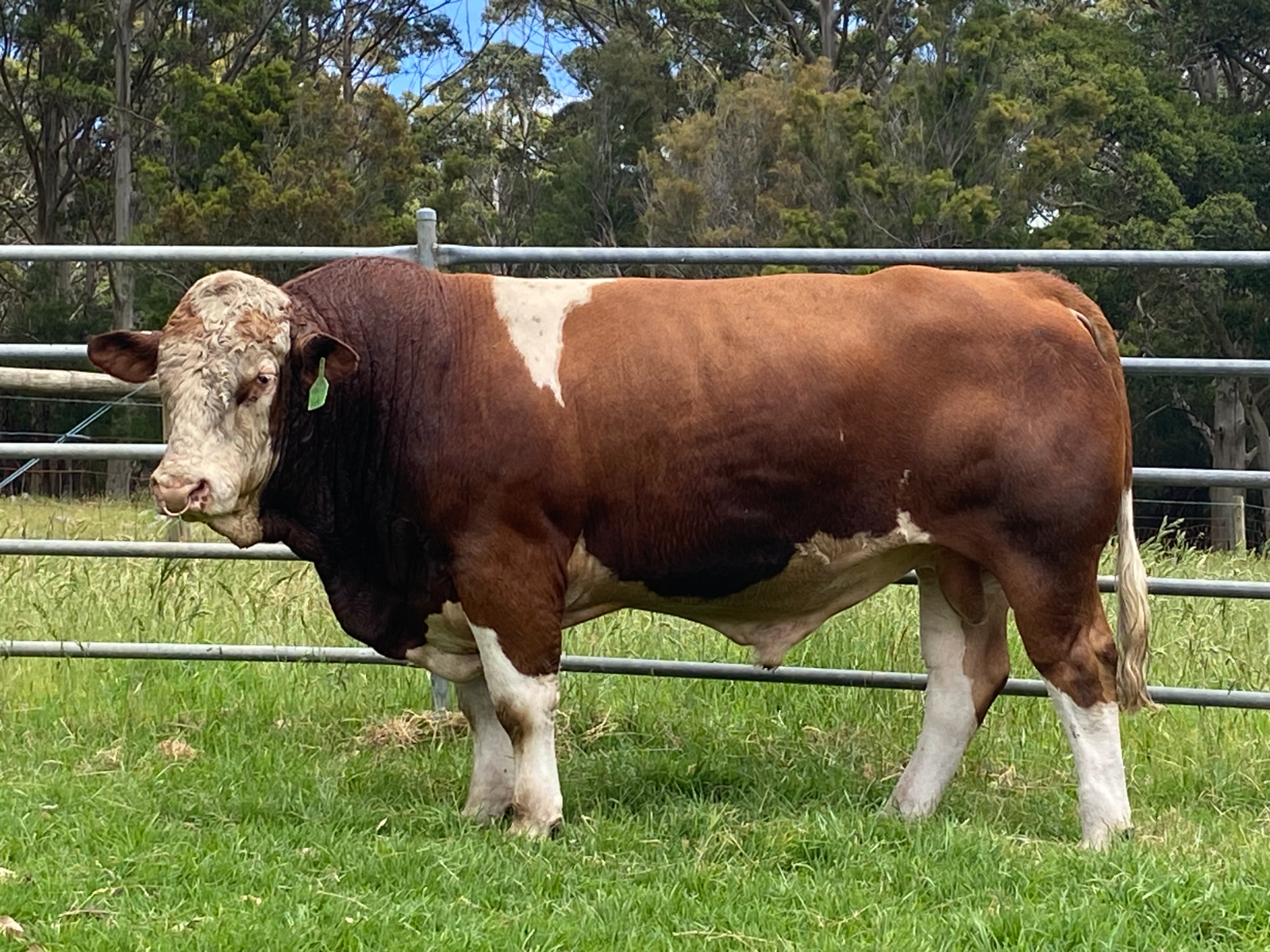 Lot 25 - NARACOOPA VICK V028 (P) | AuctionsPlus