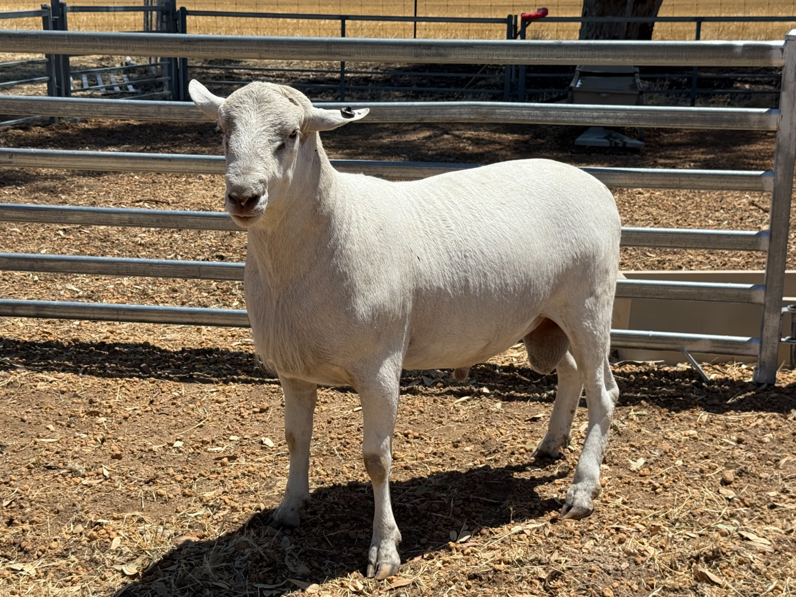 Lot 10 - RISING TALLY SHEEPMASTER 240315 | AuctionsPlus