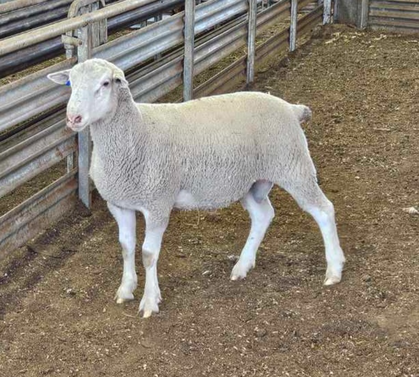 Lot 82 - BOREE PARK 250693 | AuctionsPlus