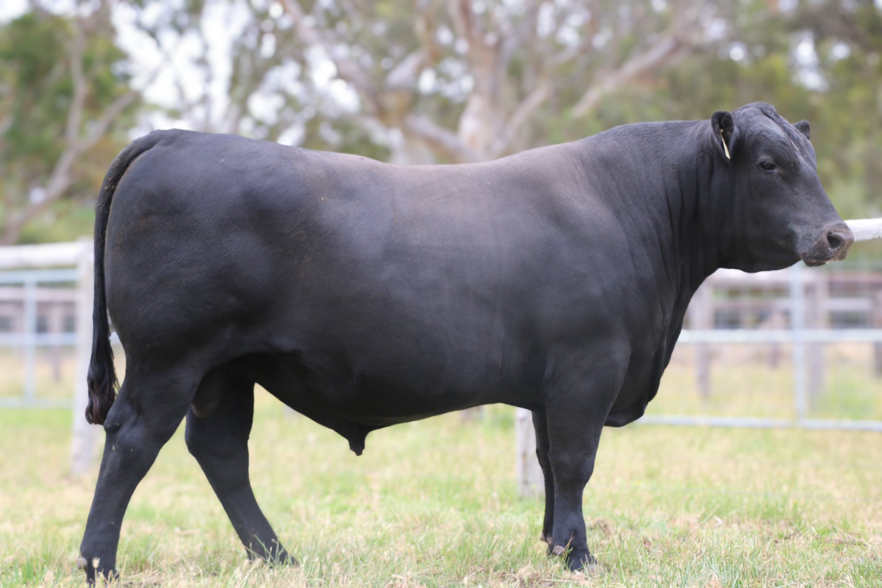 Nampara V31 | AuctionsPlus