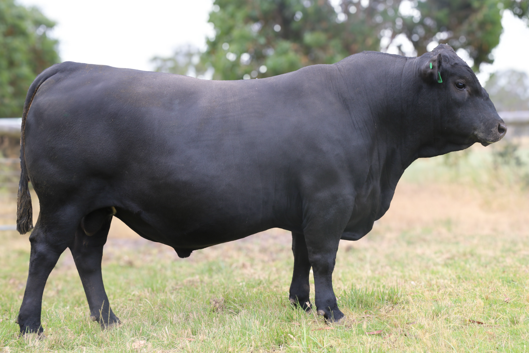 Nampara Eyes On You V38 | AuctionsPlus