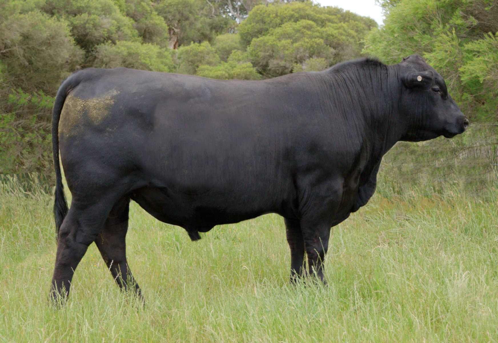 MASON VALLEY PRIME MINISTER V10 | AuctionsPlus