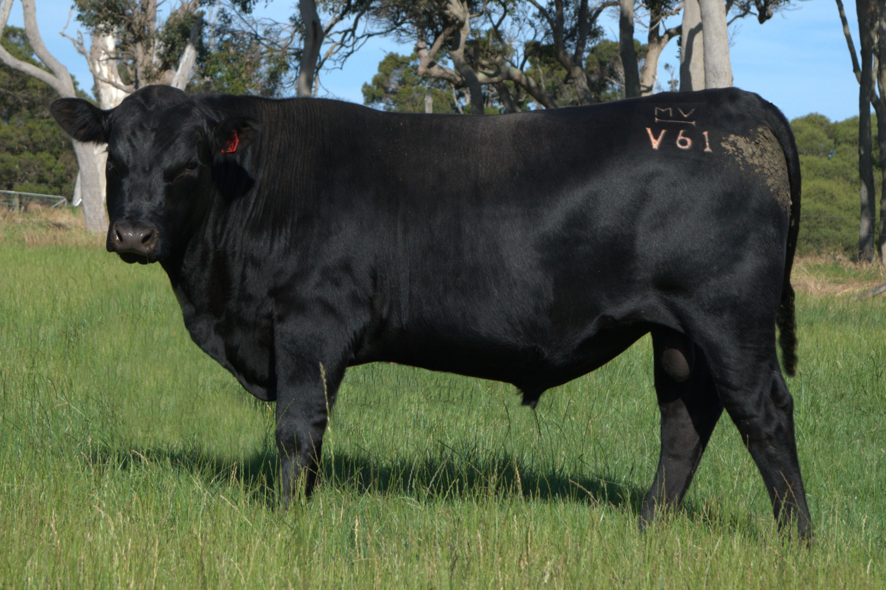 MASON VALLEY RONALDO V61 | AuctionsPlus