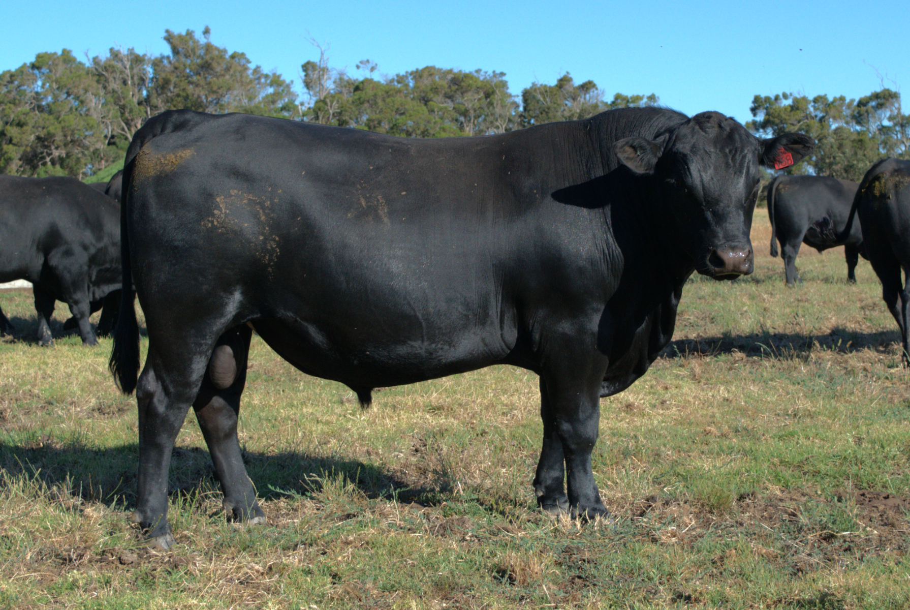 MASON VALLEY RECHARGE V68 | AuctionsPlus
