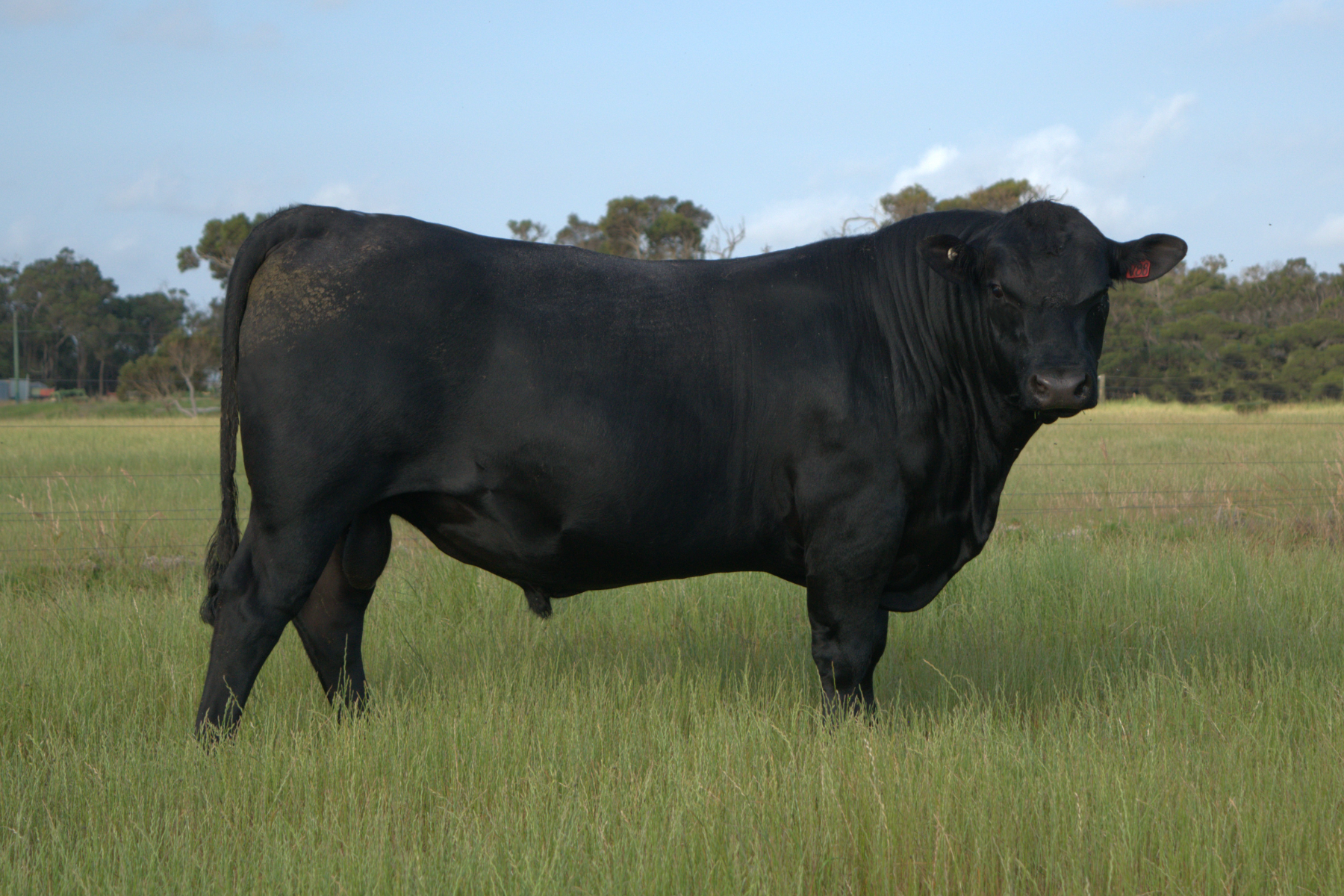 MASON VALLEY VINNIE V88 | AuctionsPlus