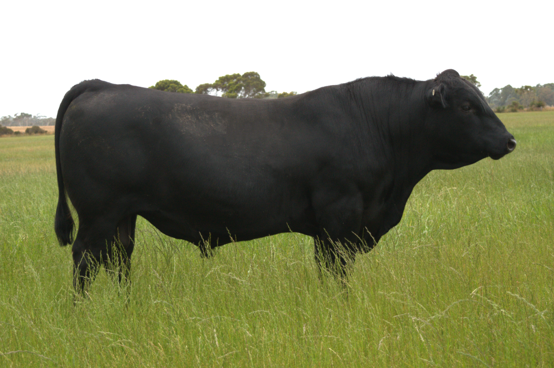 MASON VALLEY VOLLEY V52 | AuctionsPlus