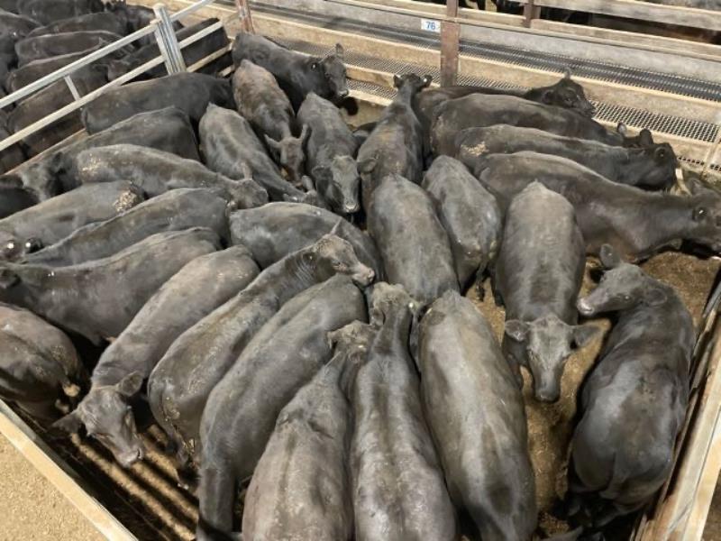 Pen 76/ DRT P/N - 36 Angus X Angus Steer 329.20kg (Total weight ...