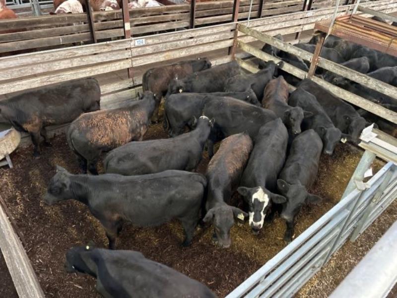 Pen 124/L - 6 Angus X Weaner Steers | AuctionsPlus