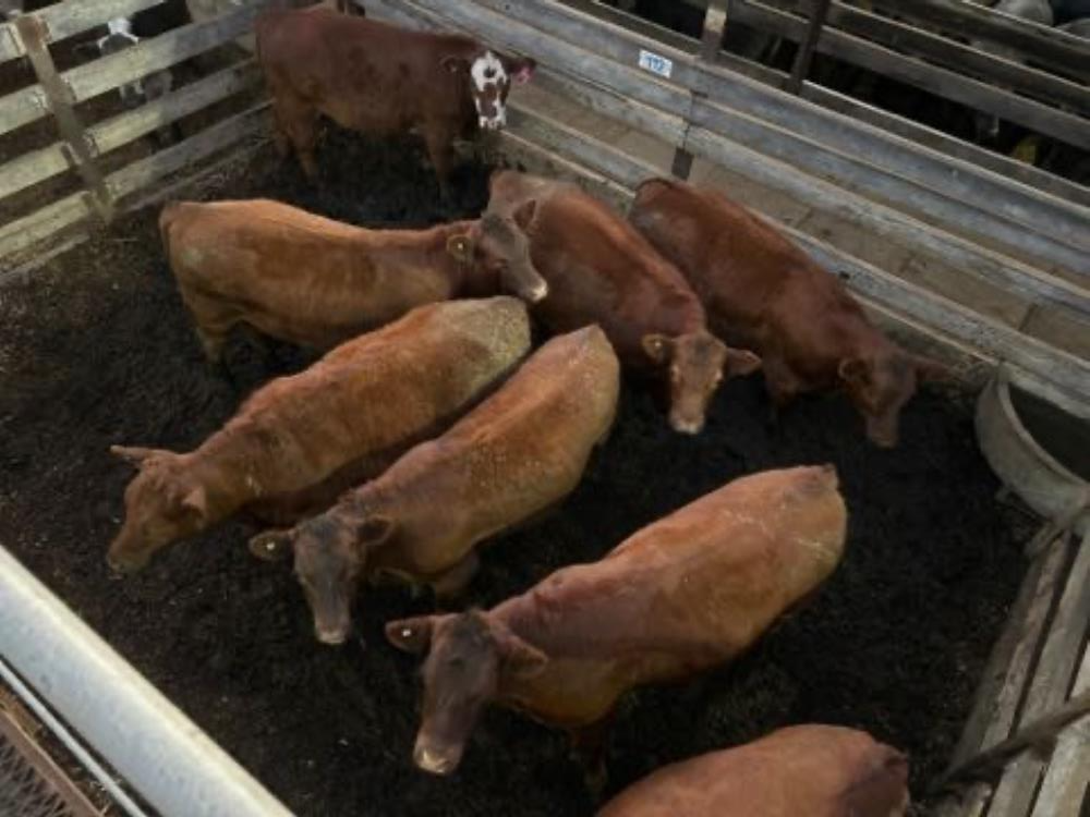 Pen 111/N - 7 Red Angus Weaner Steers 411.40kg (Total weight: 2880kg) | AuctionsPlus