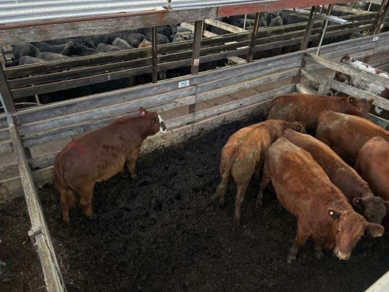 Pen 112/L - 1 Red Angus Weaner Steers 425kg (Total weight: 425kg ...