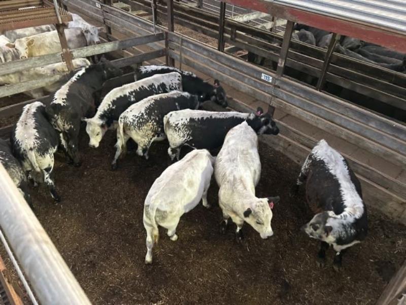Pen 113/N - 10 Speckle Park Weaner Steers 354kg (Total weight: 3540kg ...