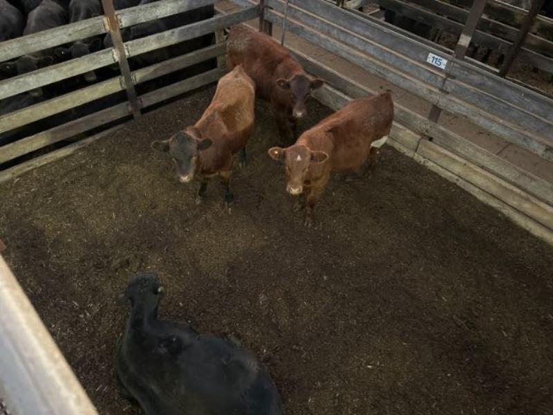 Pen 115/N - 3 Red Angus Weaner Steers 301.70kg (Total weight: 905kg ...