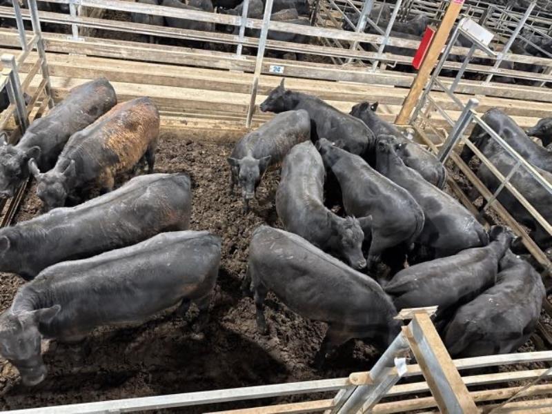 14 Angus X Angus Weaner Steers 388.60kg (Total weight: 5440kg ...