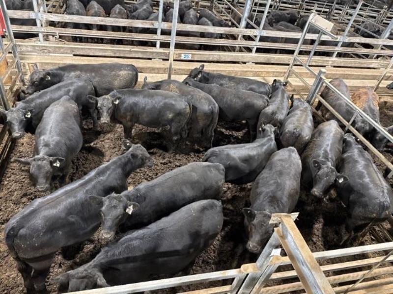 16 Angus X Angus Weaner Steers 373.80kg (Total weight: 5980kg ...