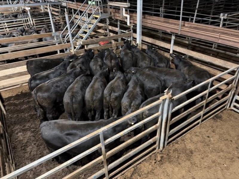 18 Angus X Angus Weaner Steers 413.30kg (Total weight: 7440kg ...