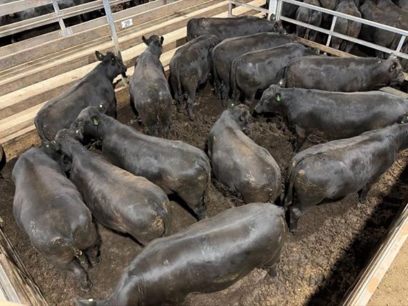 Pen 29/N - 14 Angus X Angus Weaner Steers 420kg (Total weight: 5880kg ...
