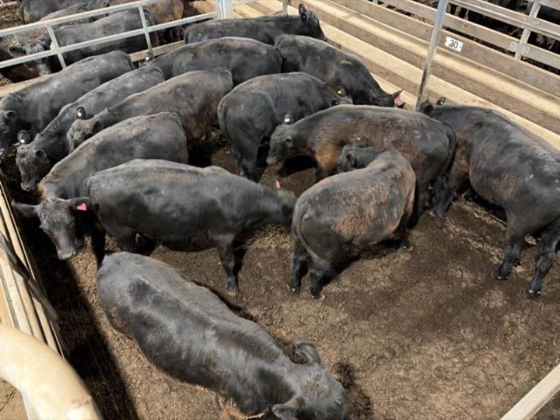 13 Angus X Angus Weaner Steers 417.70kg (Total weight: 5430kg ...