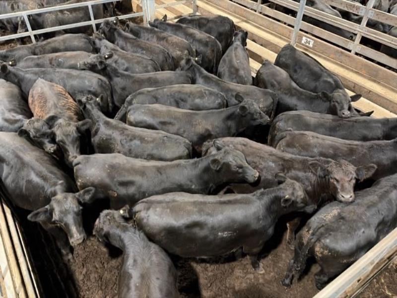 26 Angus X Angus Weaner Steers 373.50kg (Total weight: 9710kg ...