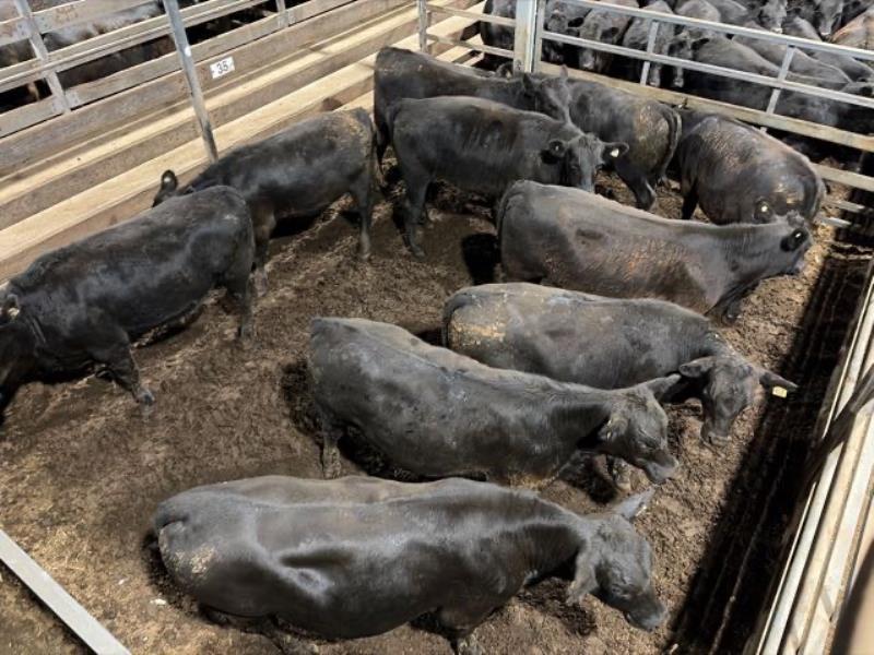 10 Angus X Angus Weaner Steers 379kg (Total weight: 3790kg) | AuctionsPlus
