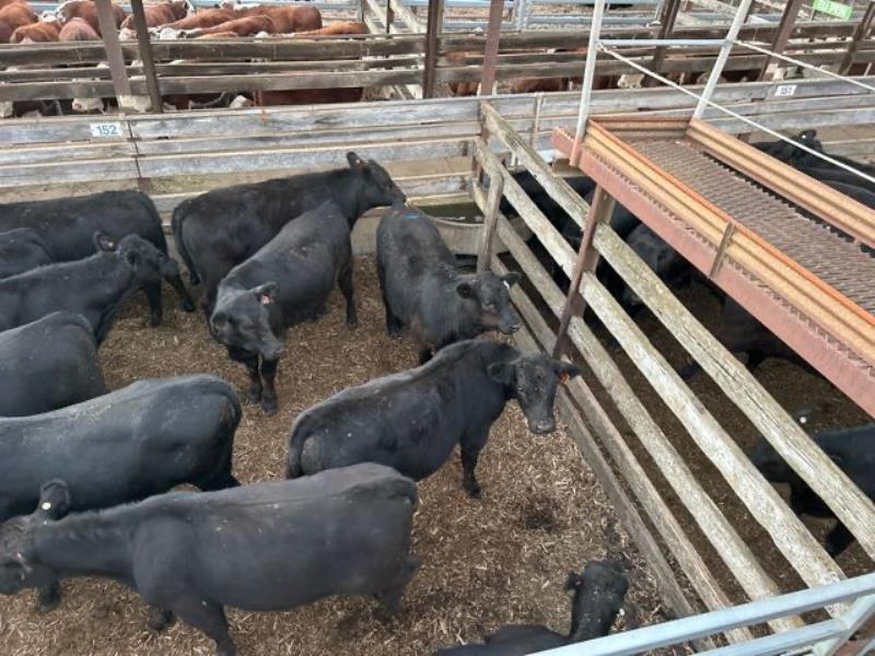 Pen 152/L - 1 Angus Weaner Steers 280kg (Total weight: 280kg ...