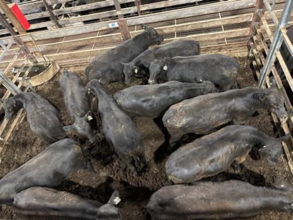 Pen 41/N - 12 Angus X Angus Weaner Steers 370kg (Total weight: 4440kg) | AuctionsPlus